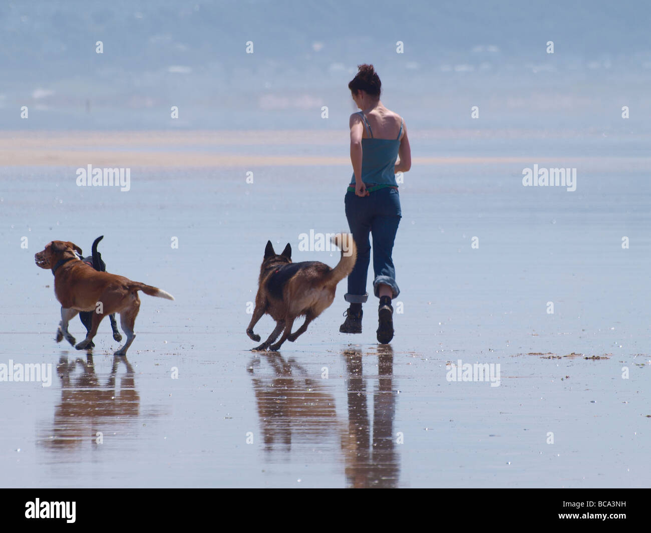 Professional dog walker walking lots of dogs hi-res stock photography ...