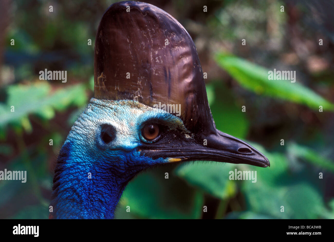 cassowary daintree national park queensland Stock Photo - Alamy