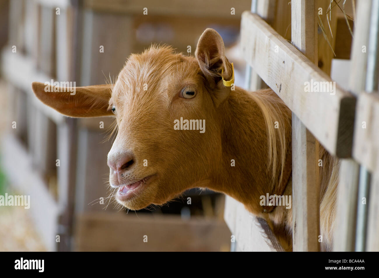 goat in holding pen, royal norfolk show, norwich, england Stock Photo ...