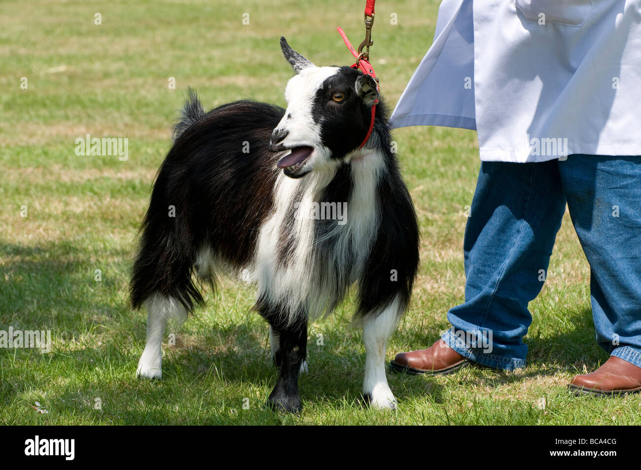 handler and prize goat at the royal norfolk show, norwich, england ...