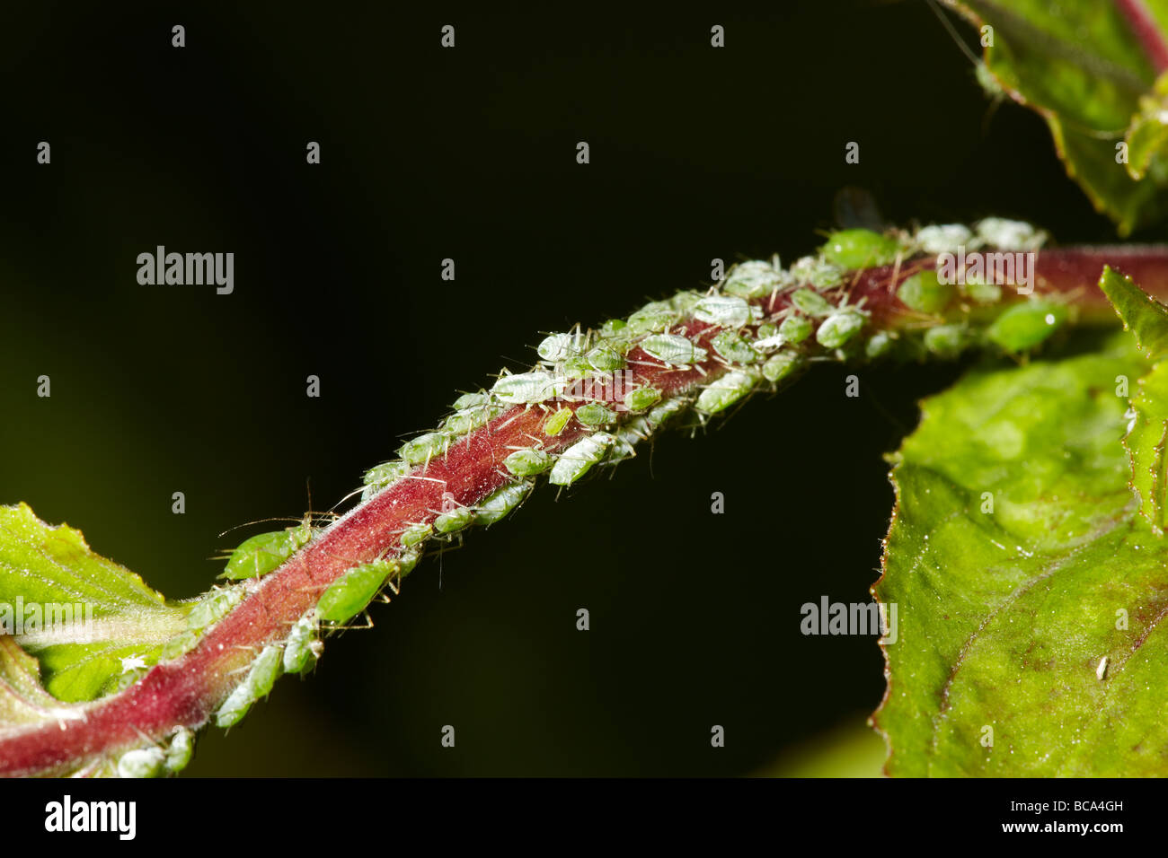 Plant with aphids hi-res stock photography and images - Alamy
