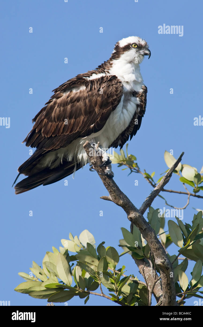 Bird eating large fish hi-res stock photography and images - Alamy