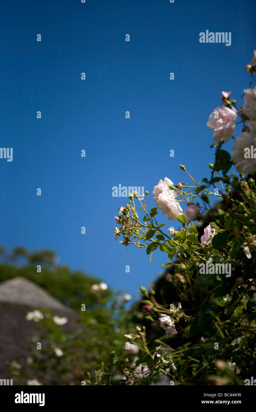 Bonython Estate gardens Stock Photo - Alamy
