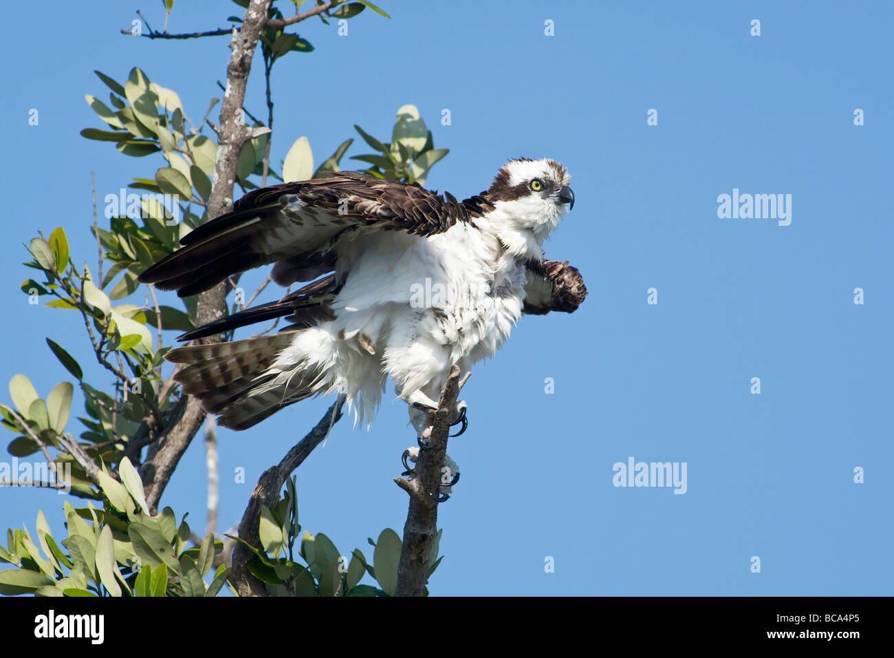 Piscivorous bird hi-res stock photography and images - Alamy
