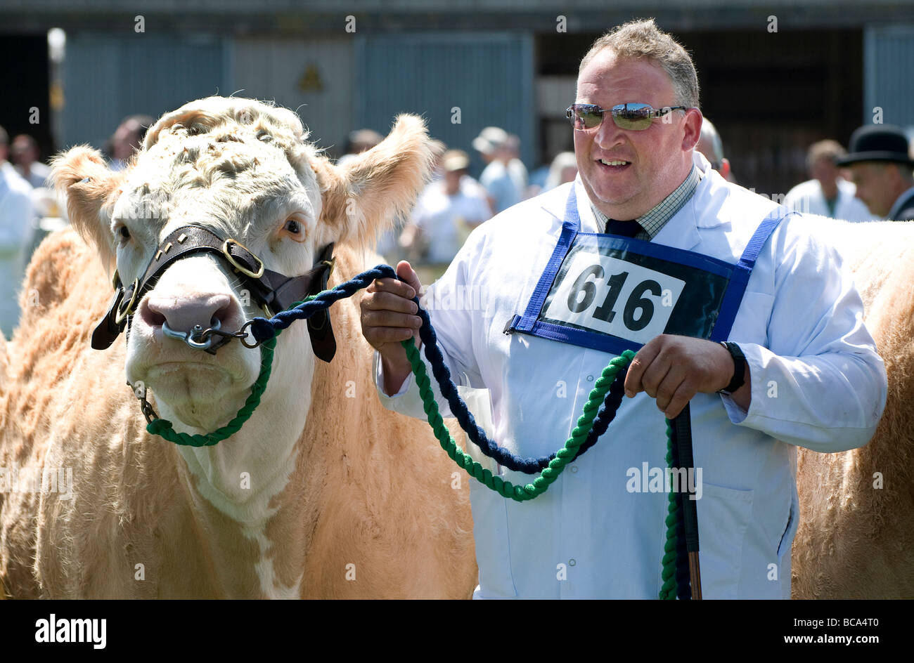 Prize bull hi-res stock photography and images - Alamy