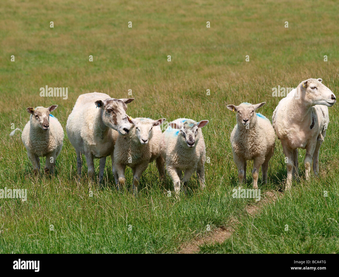 Family of sheep Stock Photo - Alamy