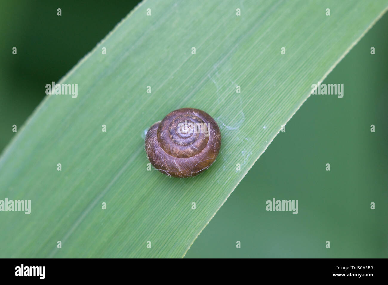 Rounded Snail Discus rotundatus on a Common Reed (Phragmytes) leaf ...