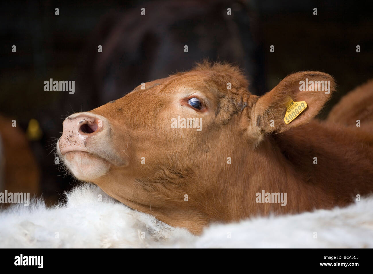 Crossbred beef cattle hi-res stock photography and images - Alamy