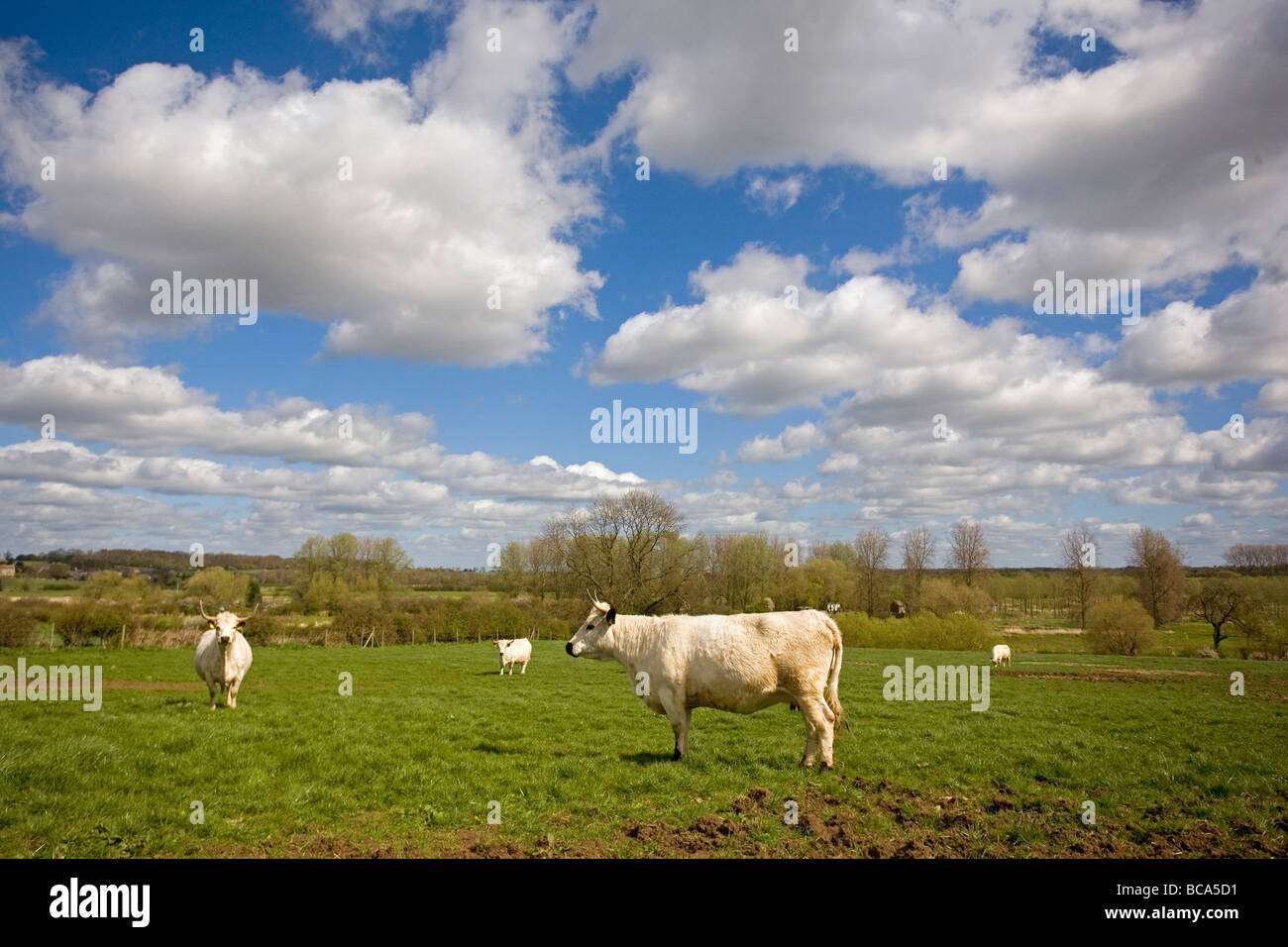 White Park Cattle Stock Photo - Alamy