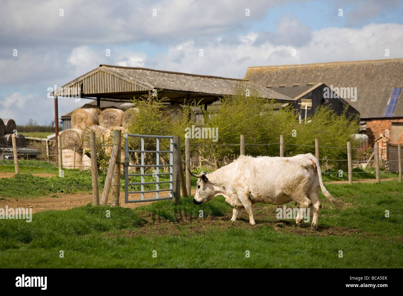 White Park cattle Stock Photo - Alamy