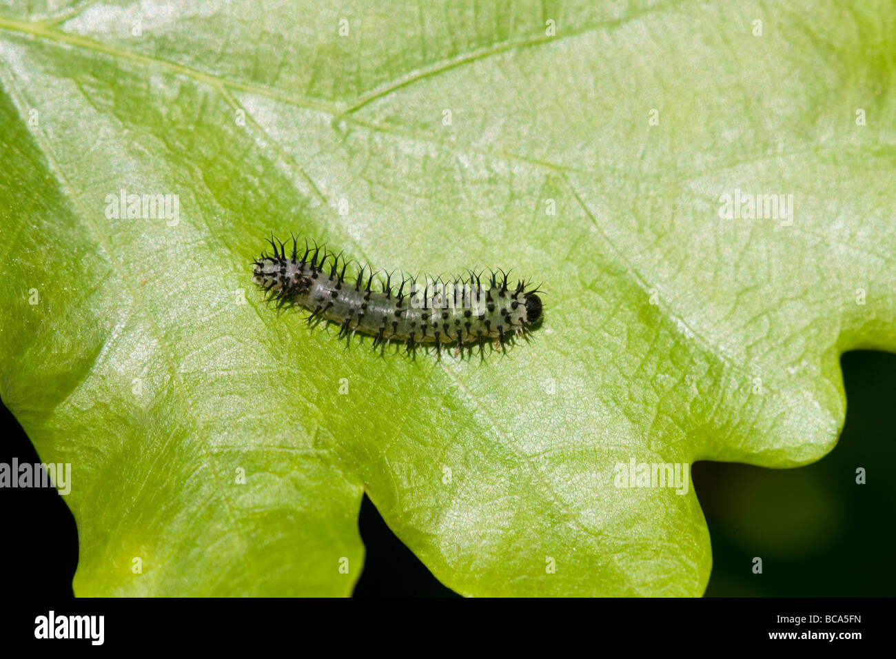 Oak Sawfly Periclista lineolata larva on an Oak leaf Stock Photo - Alamy