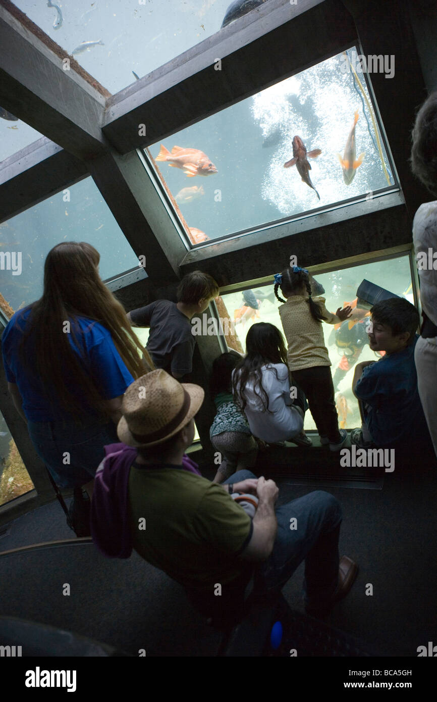 Seattle aquarium window hi-res stock photography and images - Alamy