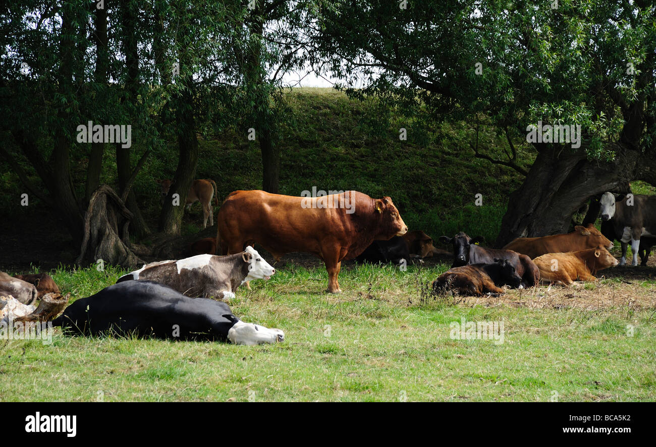 Massive cattle hi-res stock photography and images - Alamy
