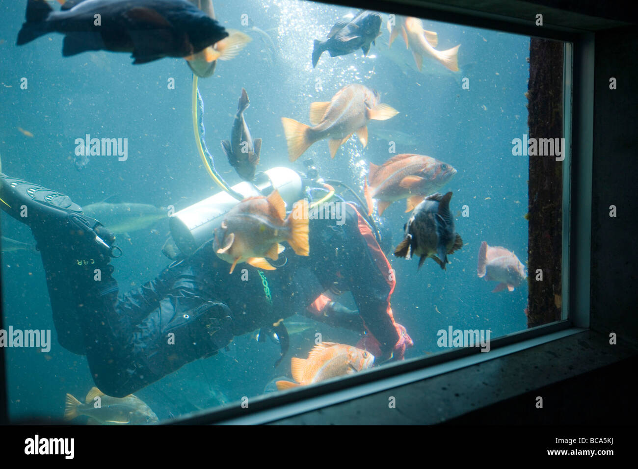 Shark eating fish hi-res stock photography and images - Alamy