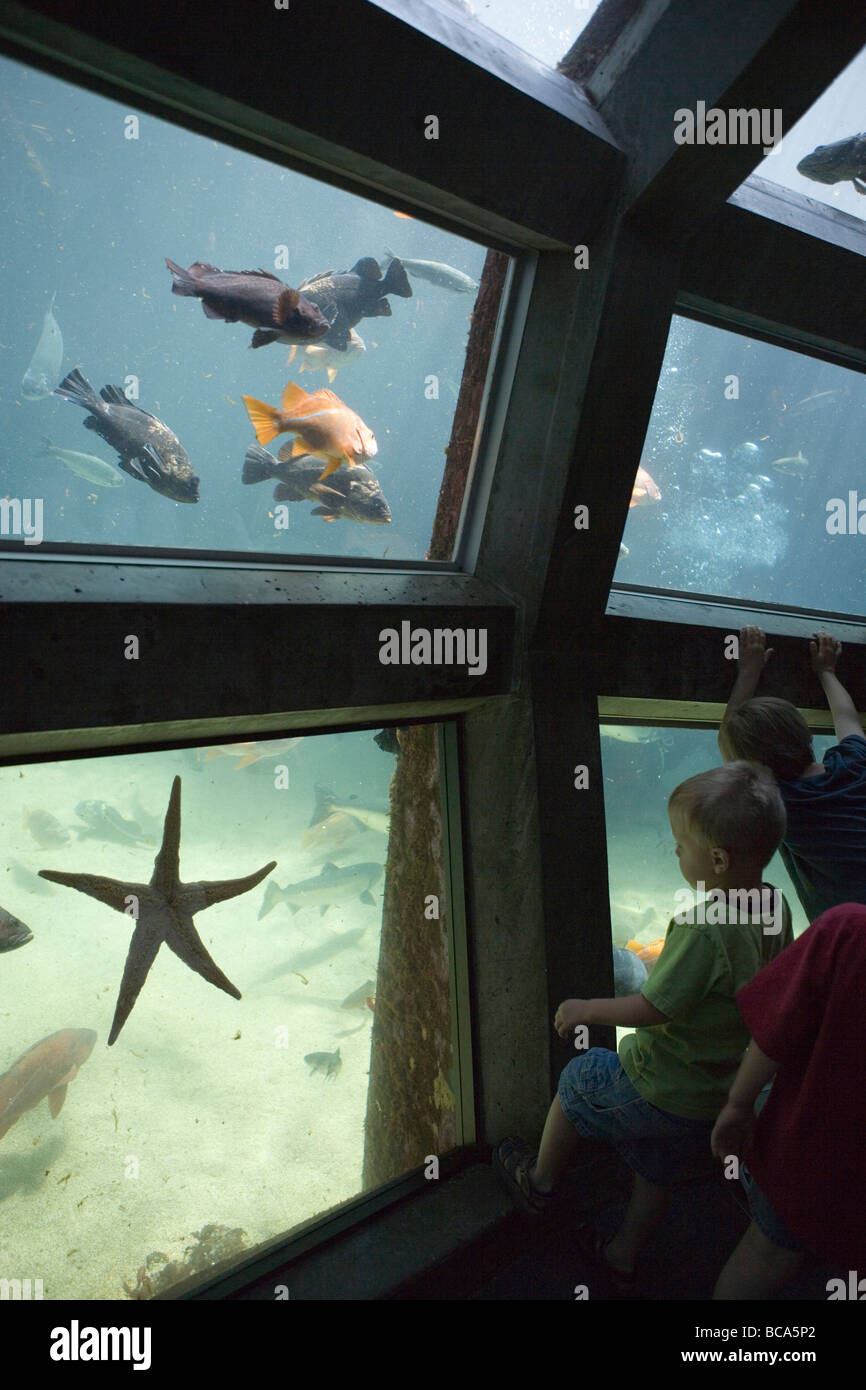 children watching fish and starfish at Seattle Aquarium Stock Photo - Alamy