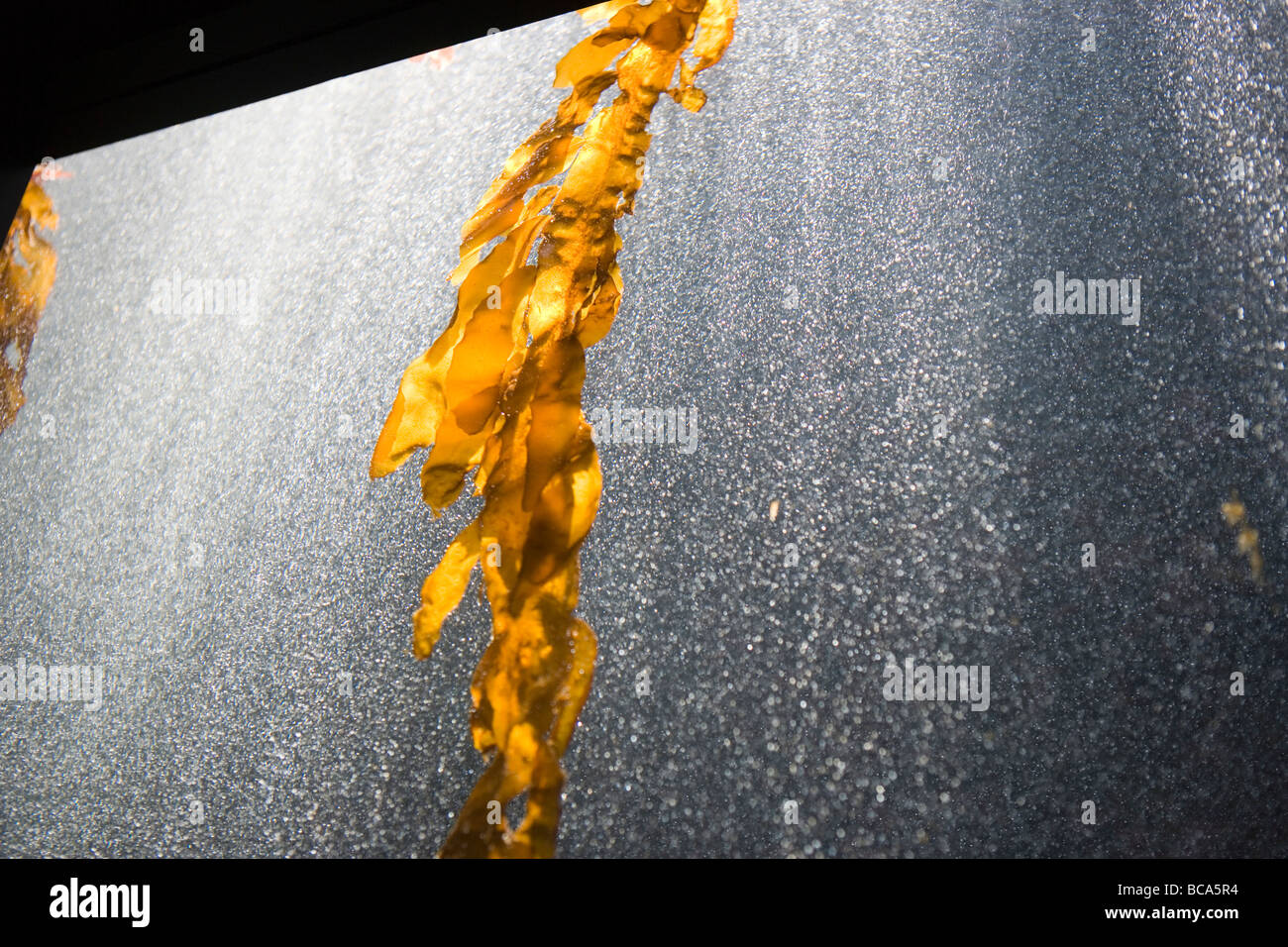 seaweed floating in a water tank Stock Photo - Alamy