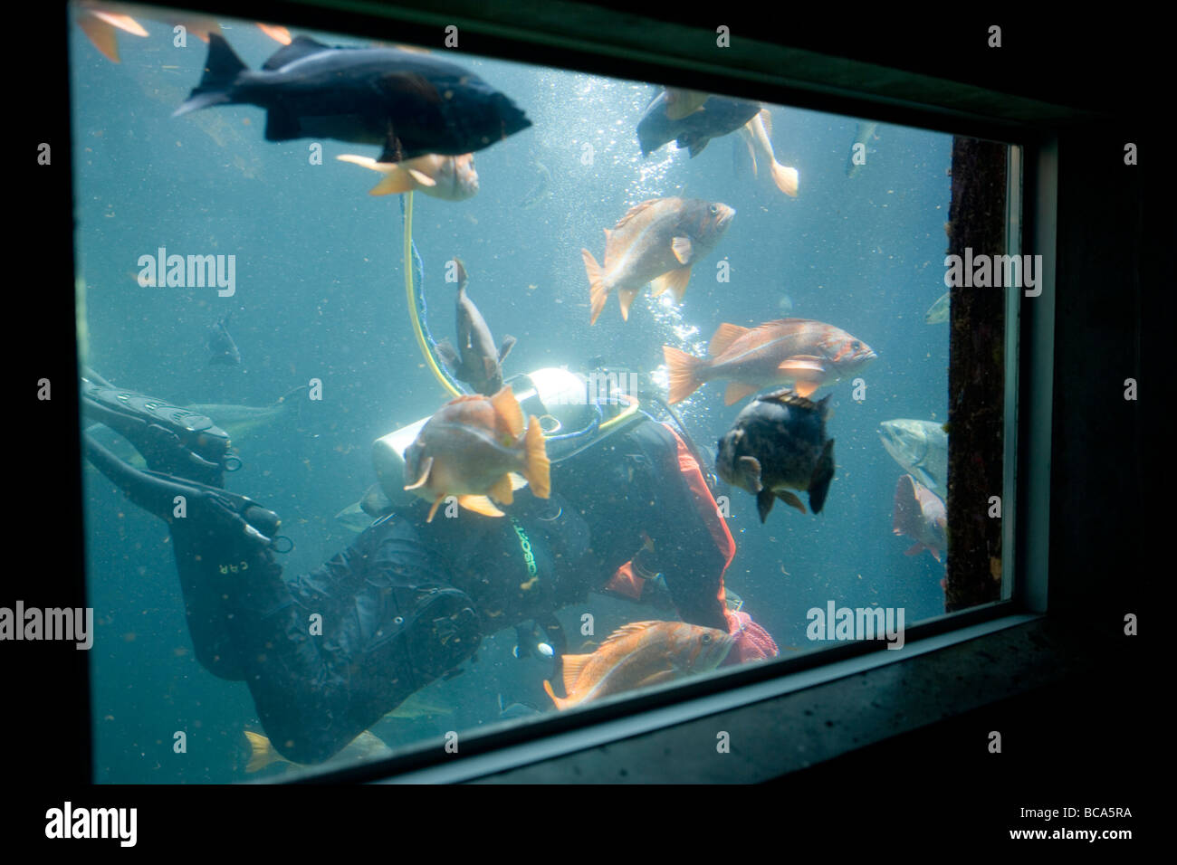 Shark feeding fish hi-res stock photography and images - Alamy