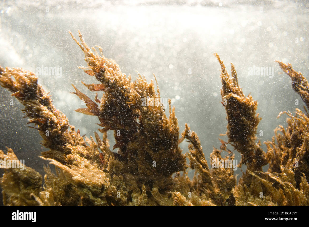 Kelp Underwater Seaweed High Resolution Stock Photography and Images ...