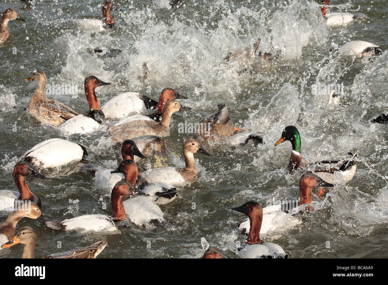 A water fowl feeding frenzy of Canvasback, and Mallard ducks Stock ...