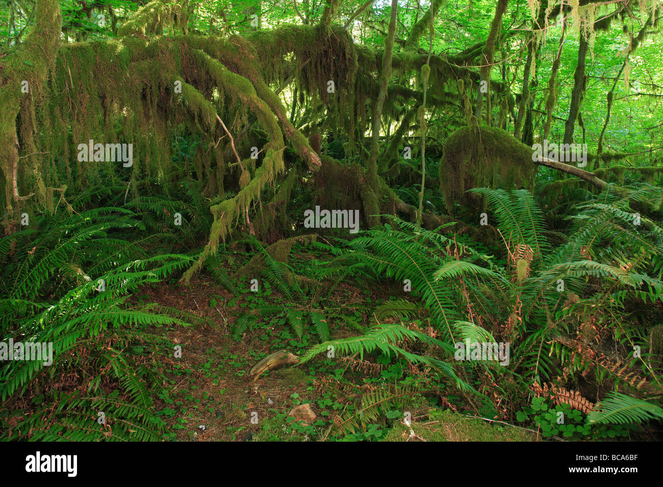 A view of the forest interior showing ferns and mosses Stock Photo - Alamy