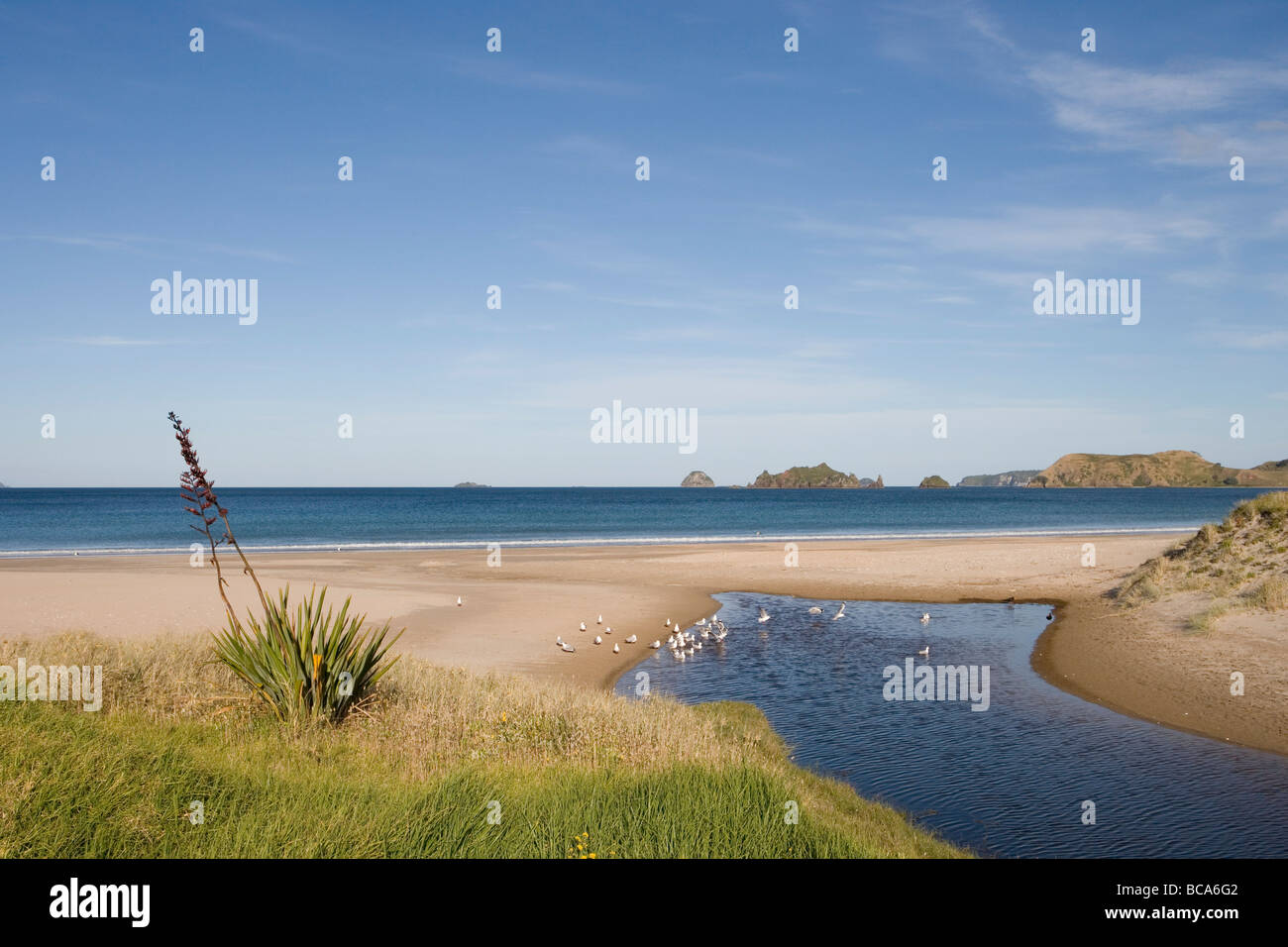 Opito Beach, Opito, Coromandel Peninsula, North Island, New Zealand ...