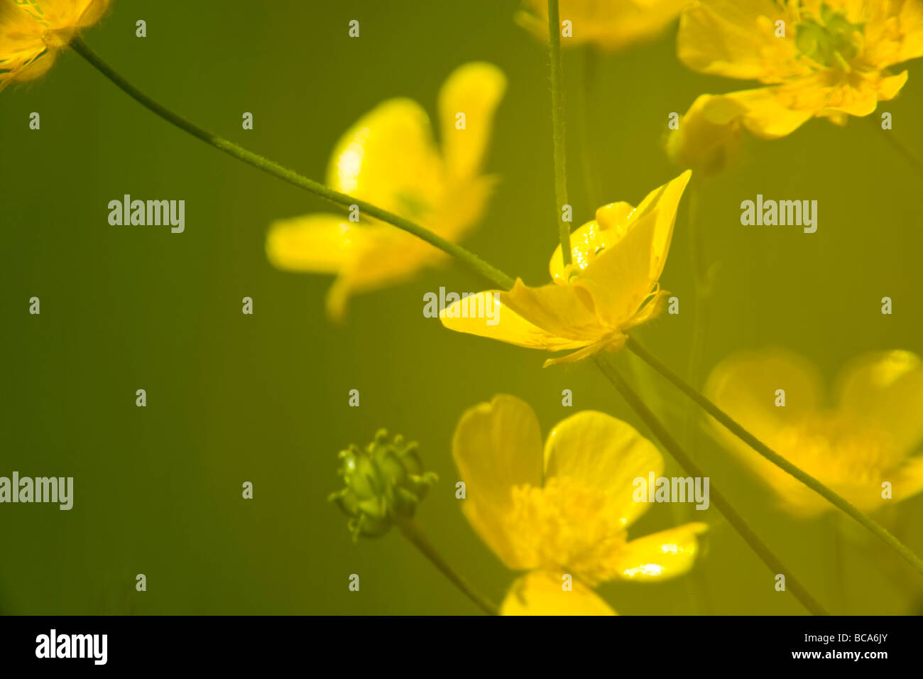 Meadow buttercup flowers hi-res stock photography and images - Alamy