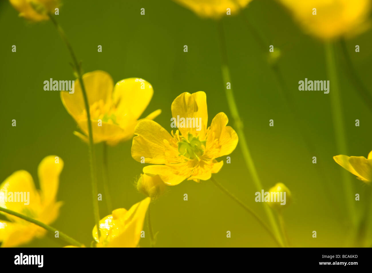 Meadow buttercup flowers hi-res stock photography and images - Alamy