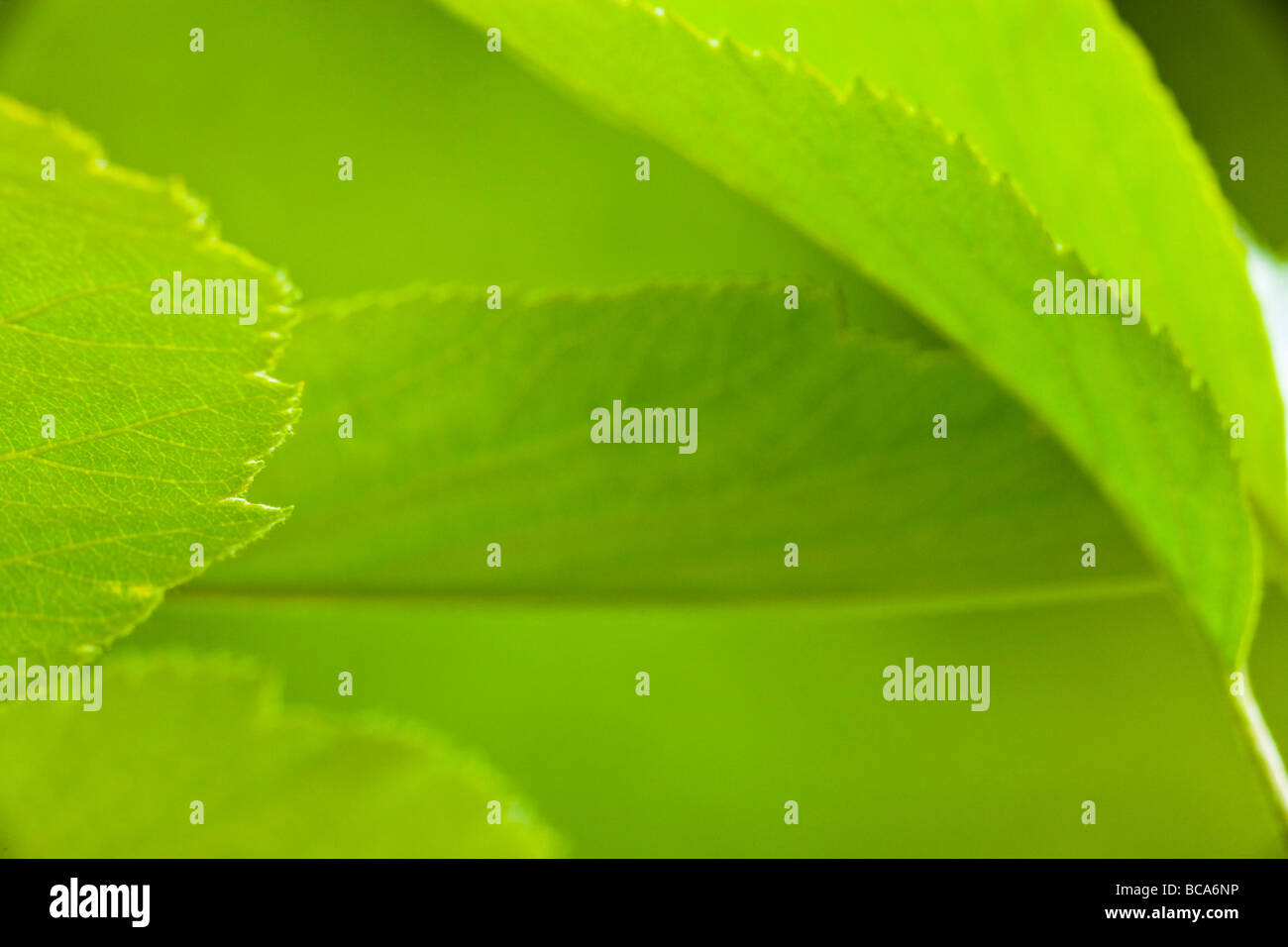 details of tree leaves Stock Photo - Alamy