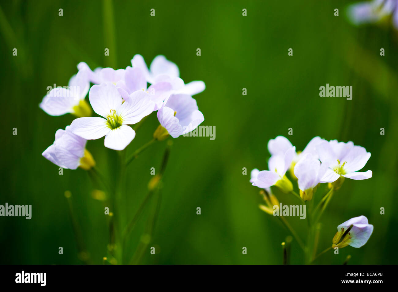 Cuckoo flower hi-res stock photography and images - Alamy