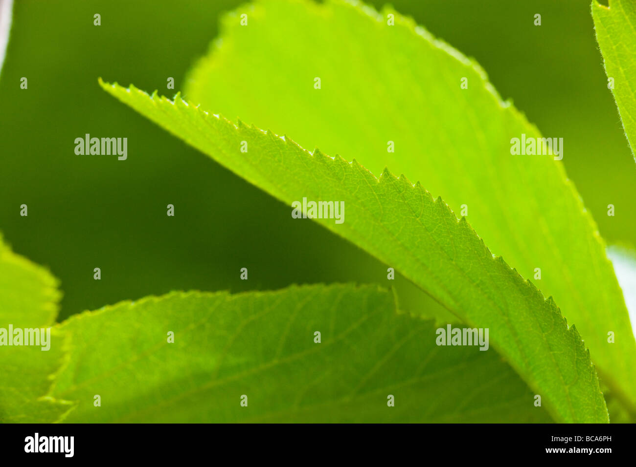 details of tree leaves Stock Photo - Alamy