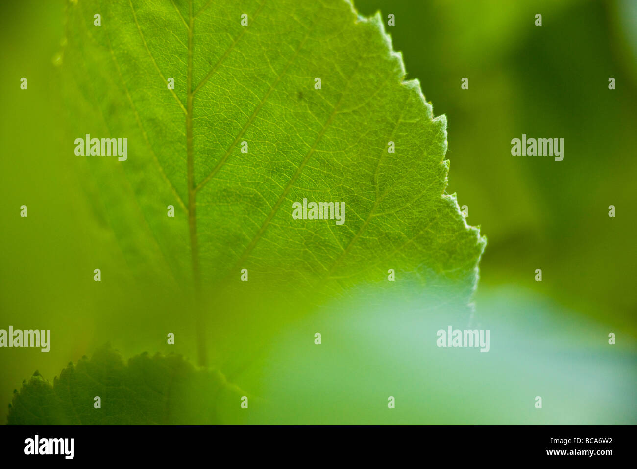 details of tree leaves Stock Photo - Alamy