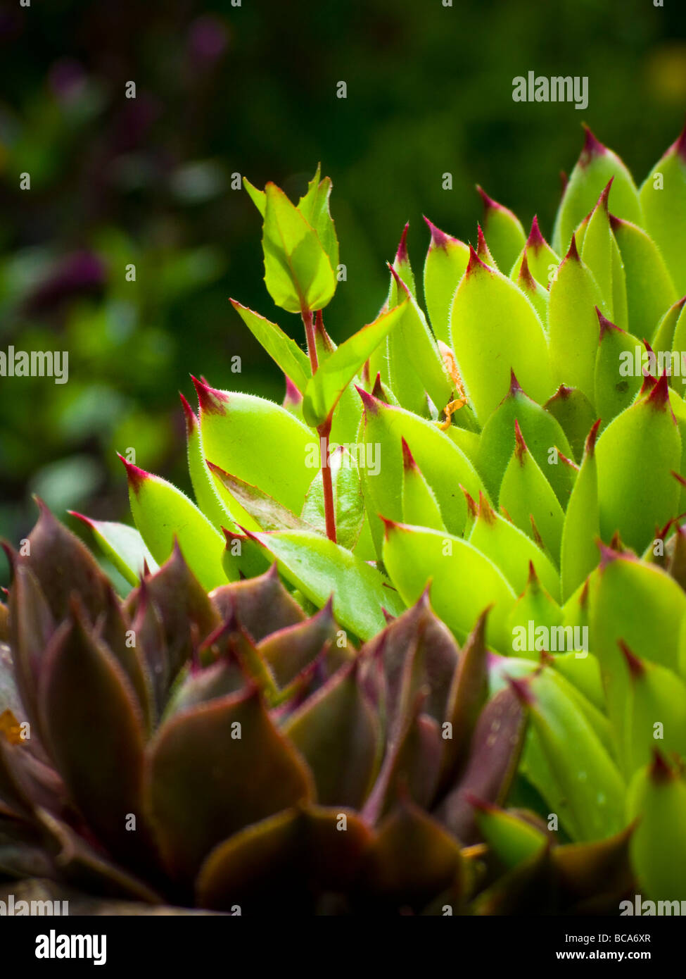 house leeks growing in a pot Stock Photo - Alamy
