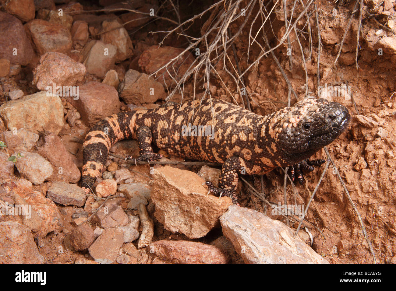 A gila monster, heloderma suspectum, out on an evening forage Stock ...