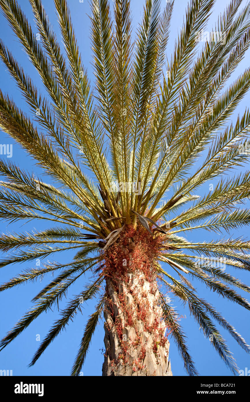 A palm tree seen from below Stock Photo - Alamy