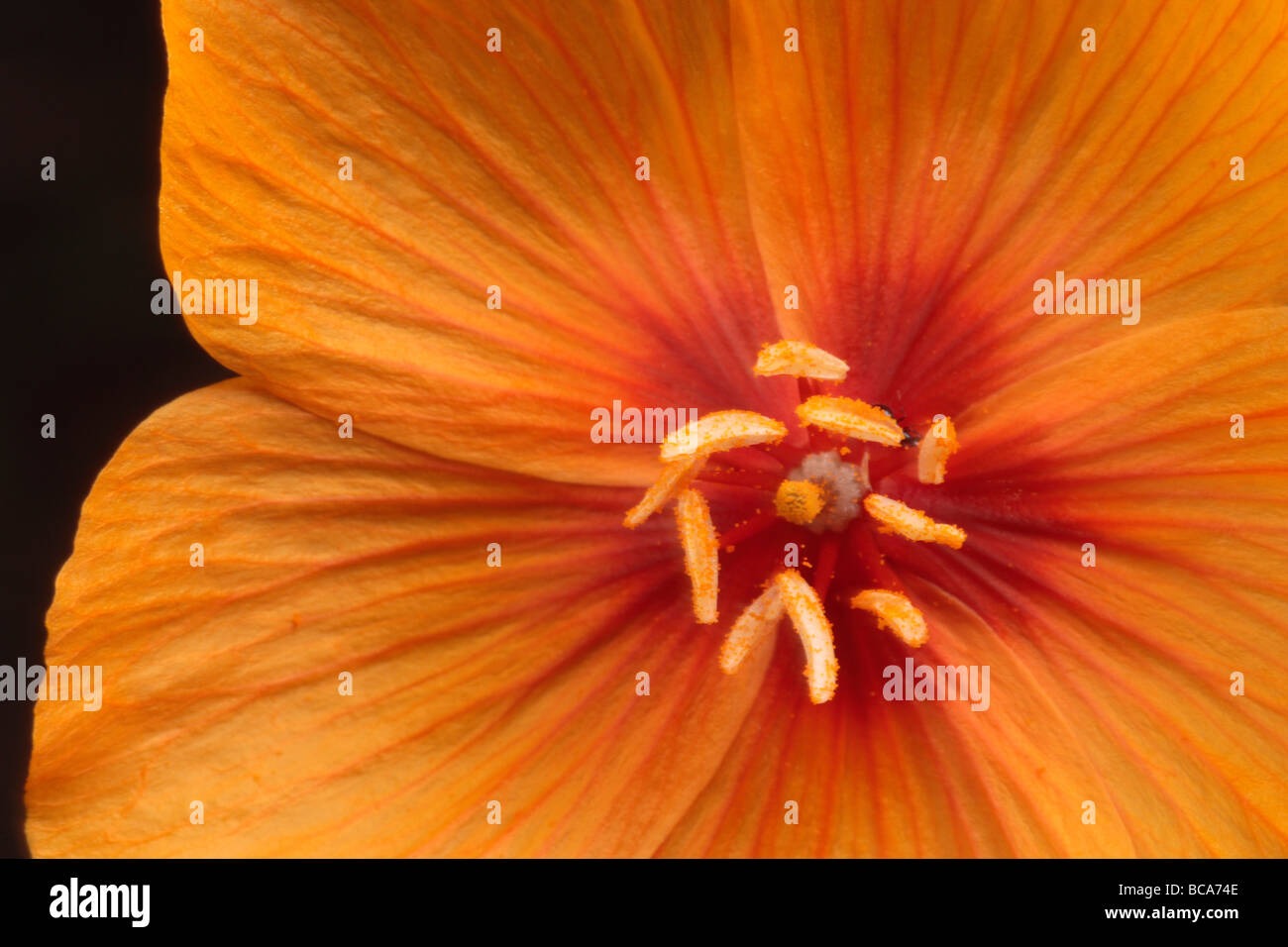 Kallistromia grandiflora hi-res stock photography and images - Alamy