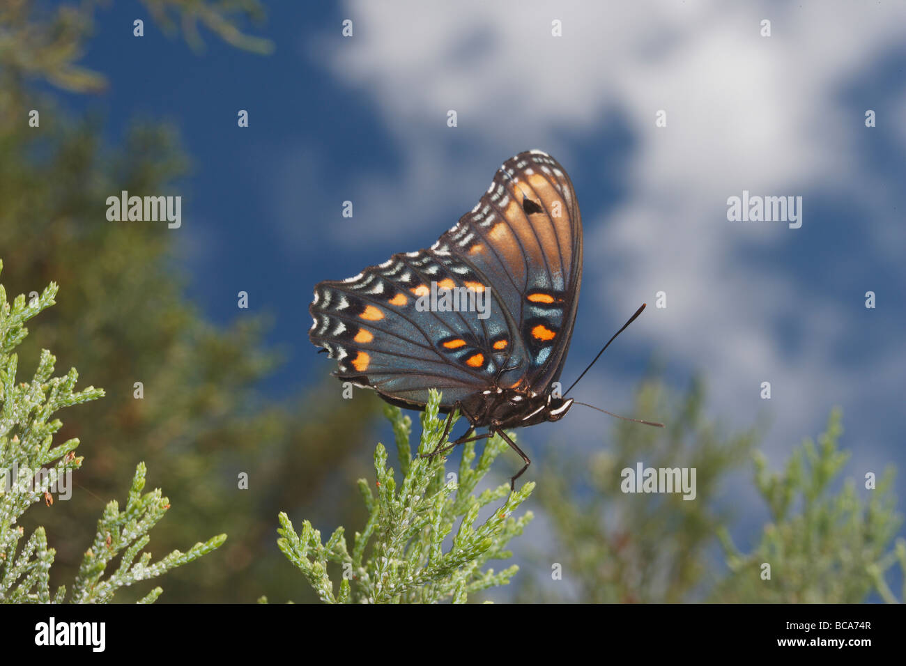 Basilarchia arthemis hi-res stock photography and images - Alamy