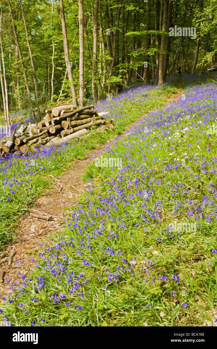 Bluebells in Hay Wood,Peak District National Park, Derbyshire, England ...