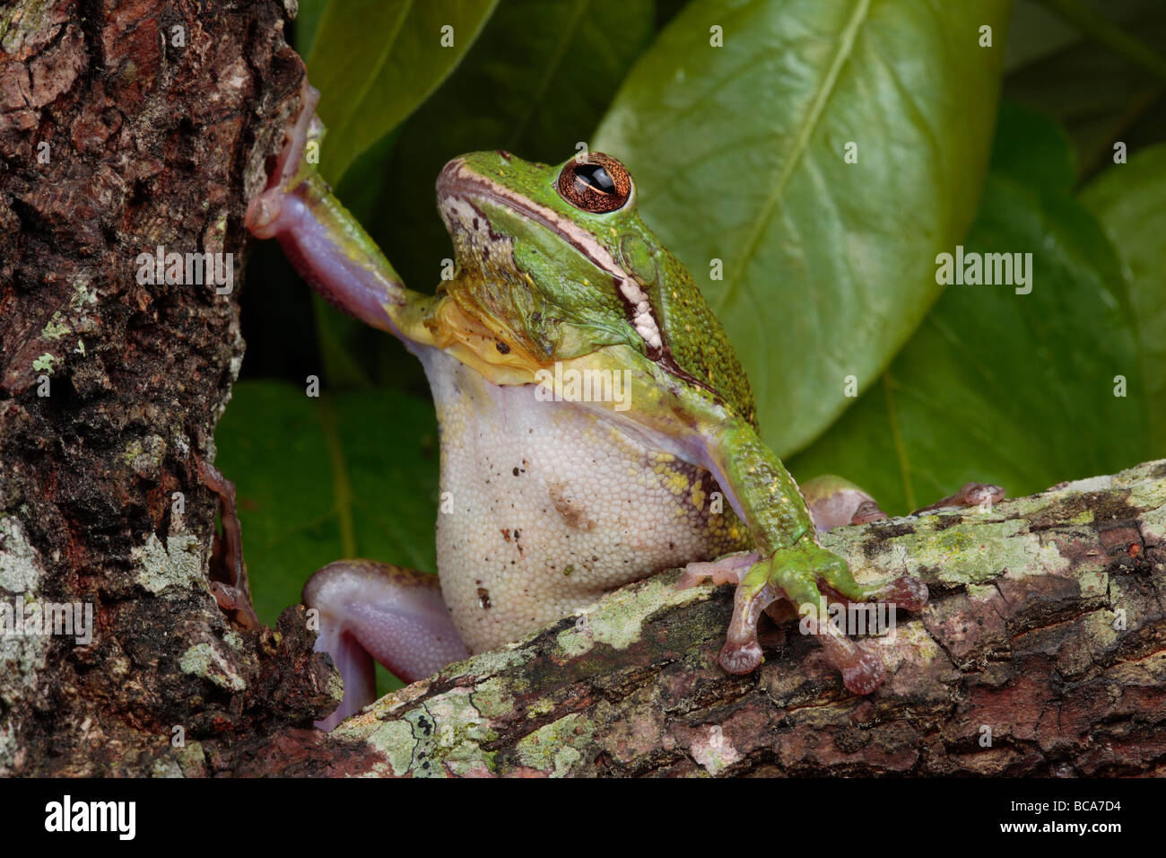 Barking treefrog hyla gratiosa hi-res stock photography and images - Alamy