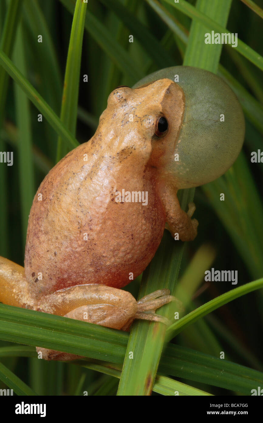 A spring peeper calls for a mate from a grass lair Stock Photo - Alamy