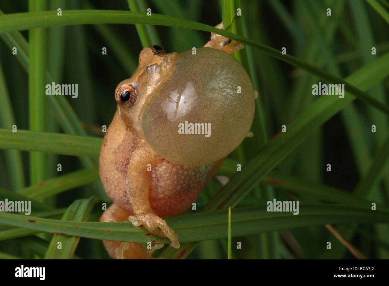 Spring Peeper Pseudacris Crucifer High Resolution Stock Photography and ...