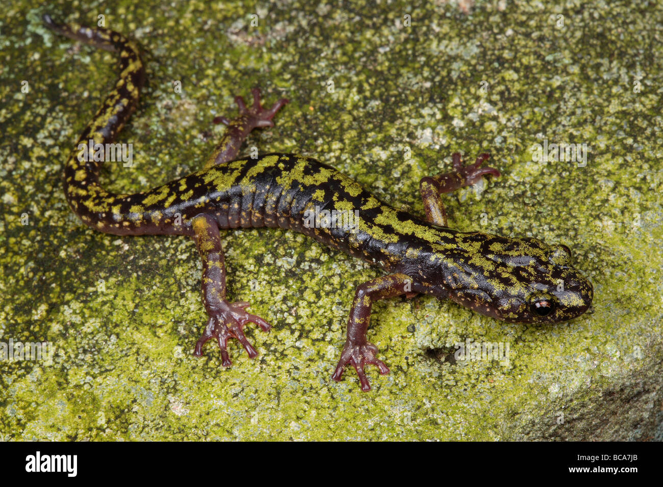Green Salamander Habitat