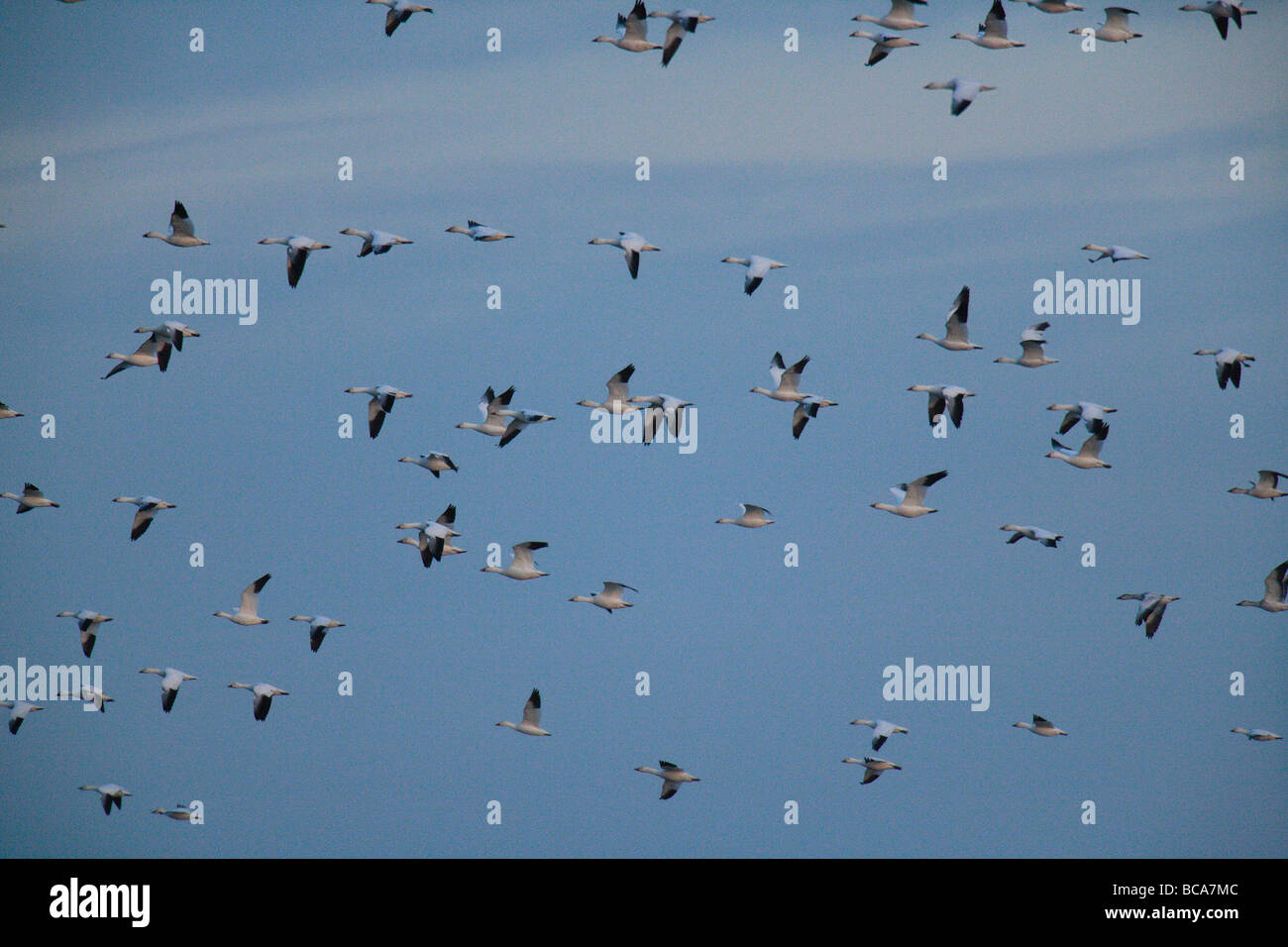 Geese in flight hi-res stock photography and images - Alamy