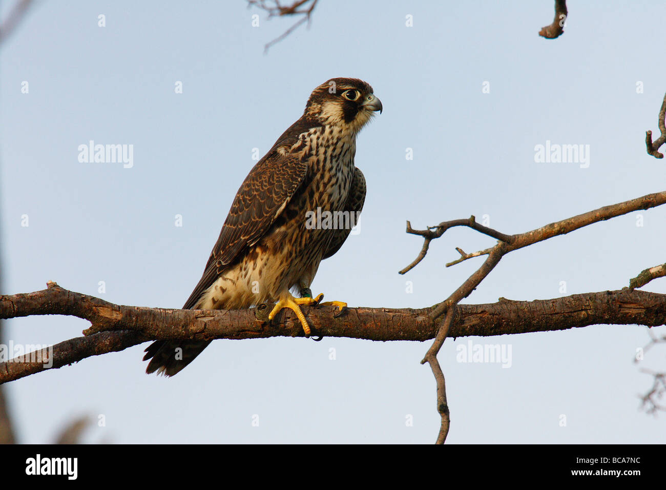 A peregrine falcon perches in a tree Stock Photo - Alamy