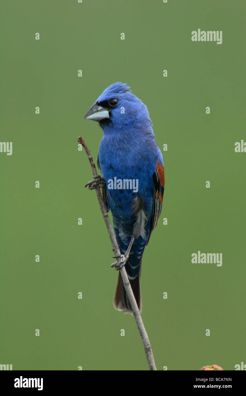 Grossbeak hi-res stock photography and images - Alamy