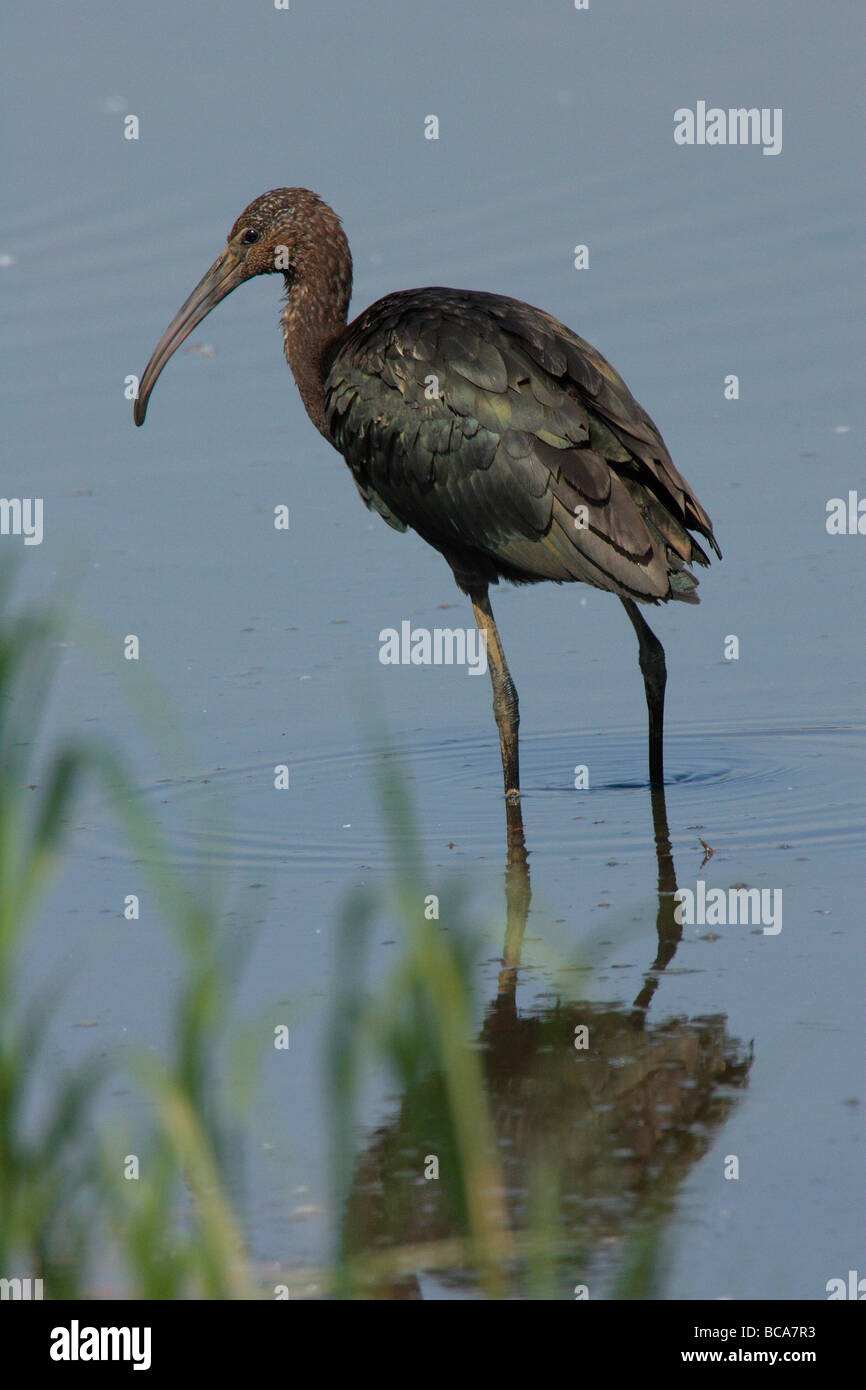 Atlantic coast ibis hi-res stock photography and images - Alamy