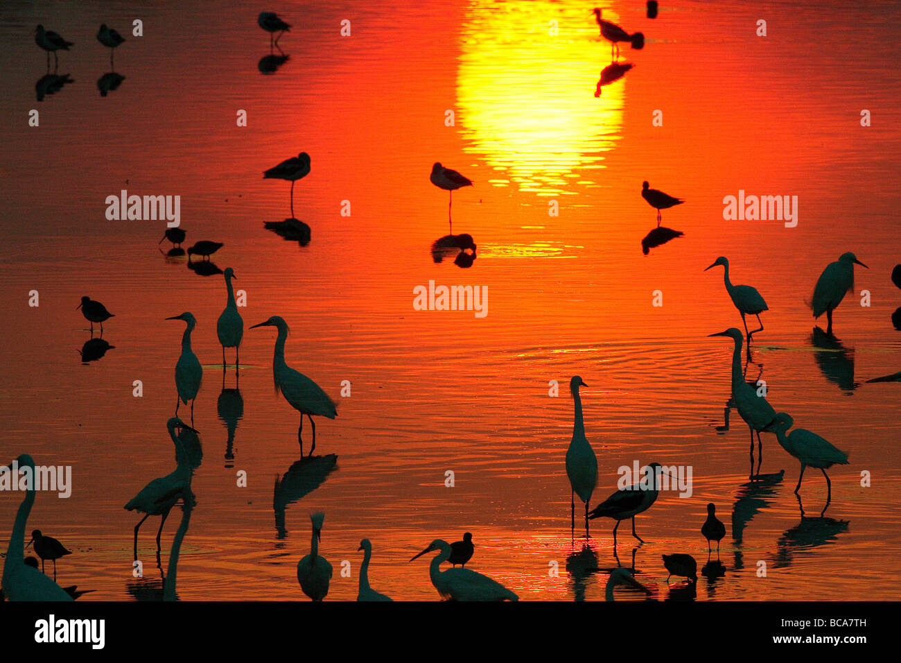 Orange birds hi-res stock photography and images - Alamy