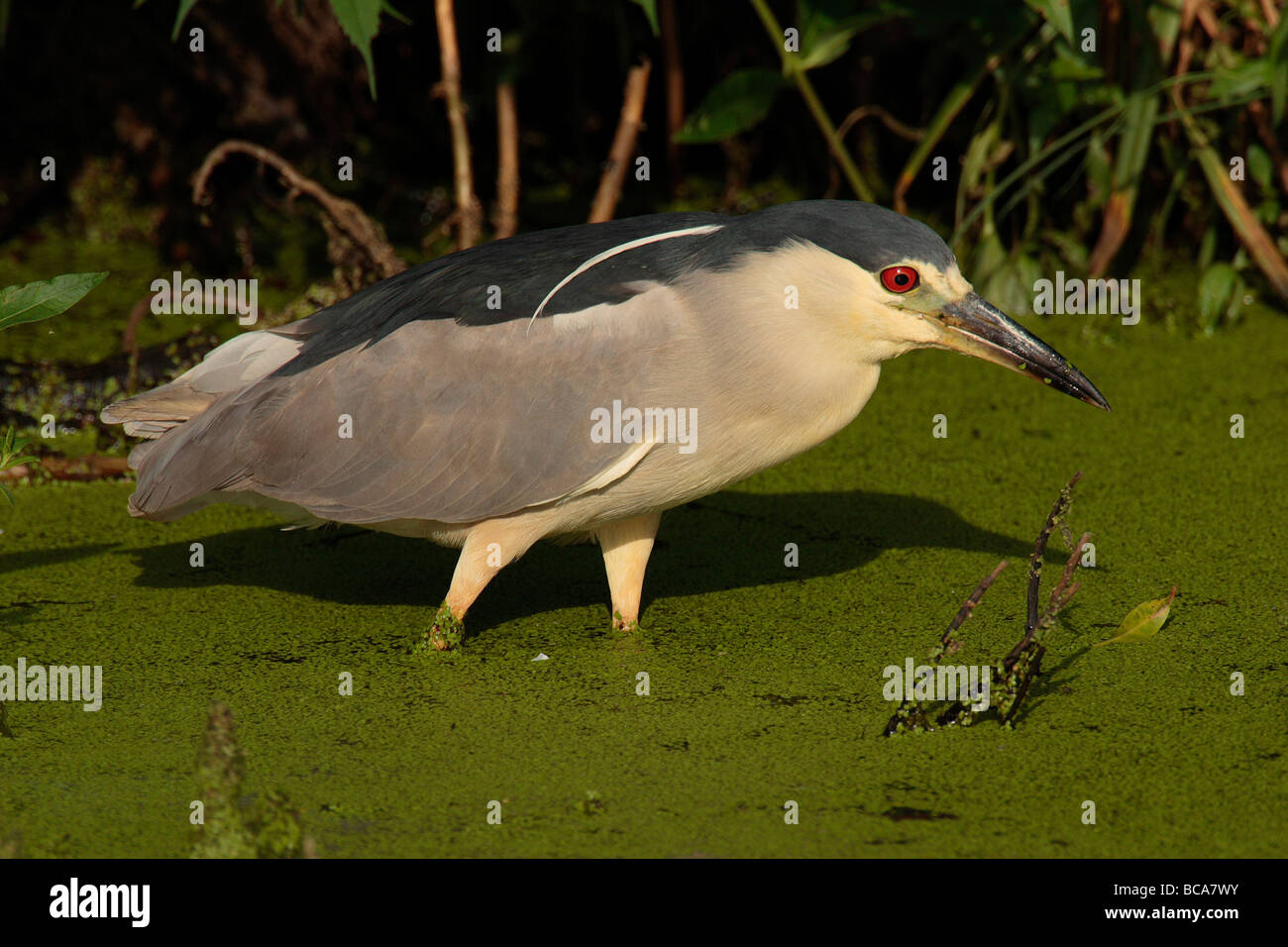 Bog birds hi-res stock photography and images - Alamy