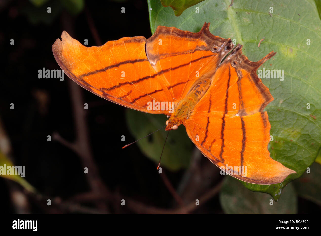 Daggerwing hi-res stock photography and images - Alamy