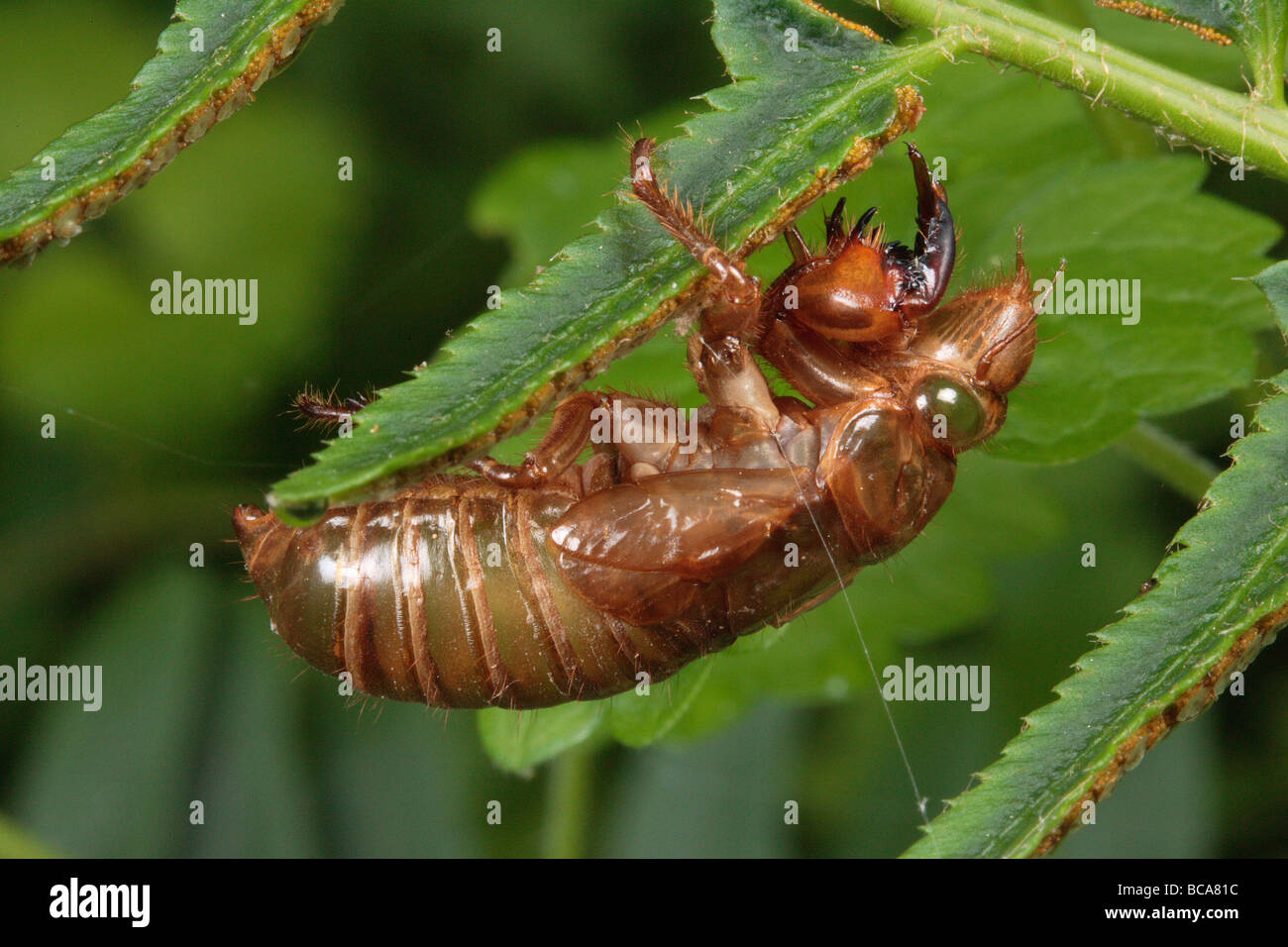 Cicada Larvae To Nymph