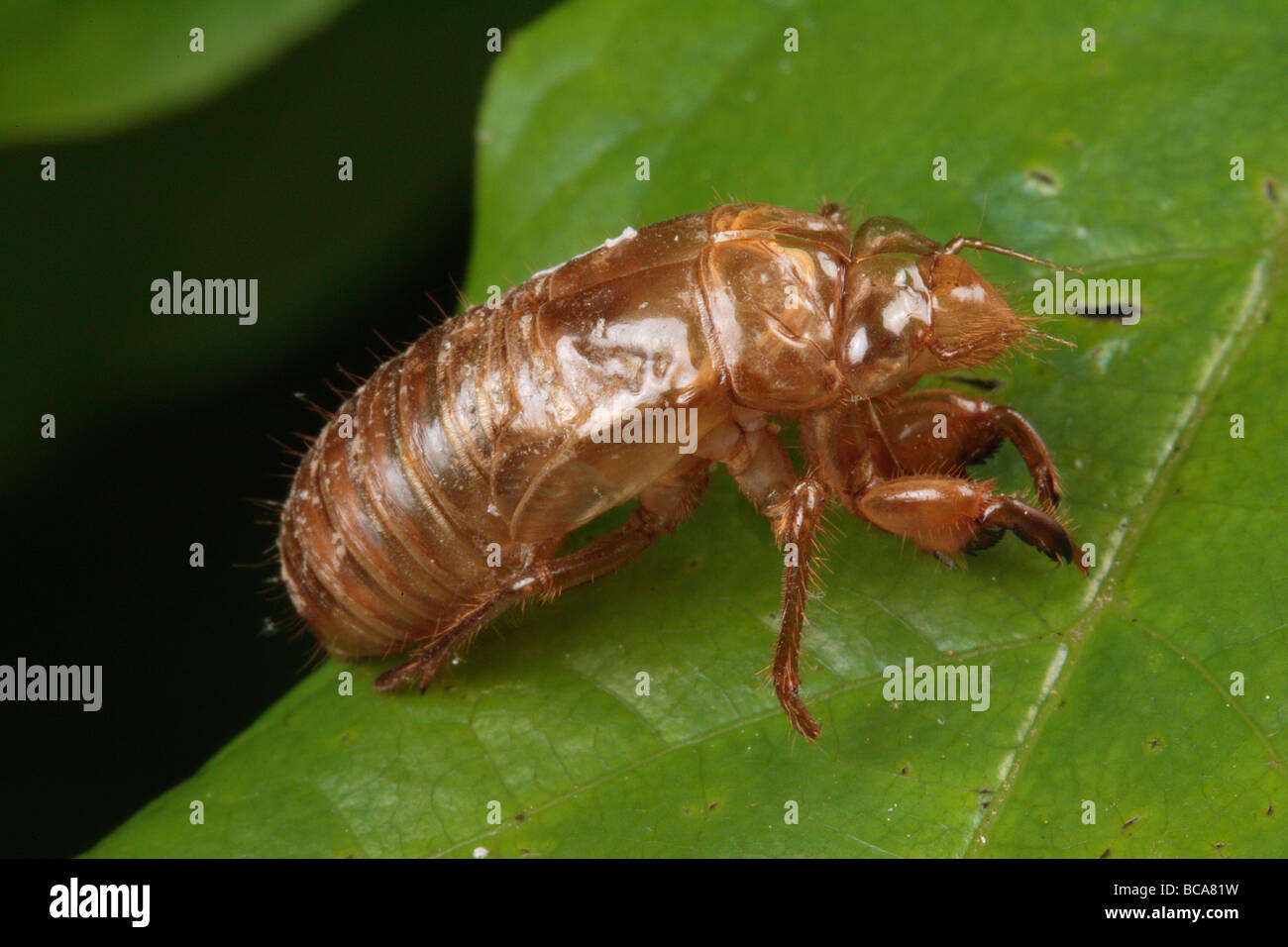 A periodical cicada exoskeleton Stock Photo - Alamy